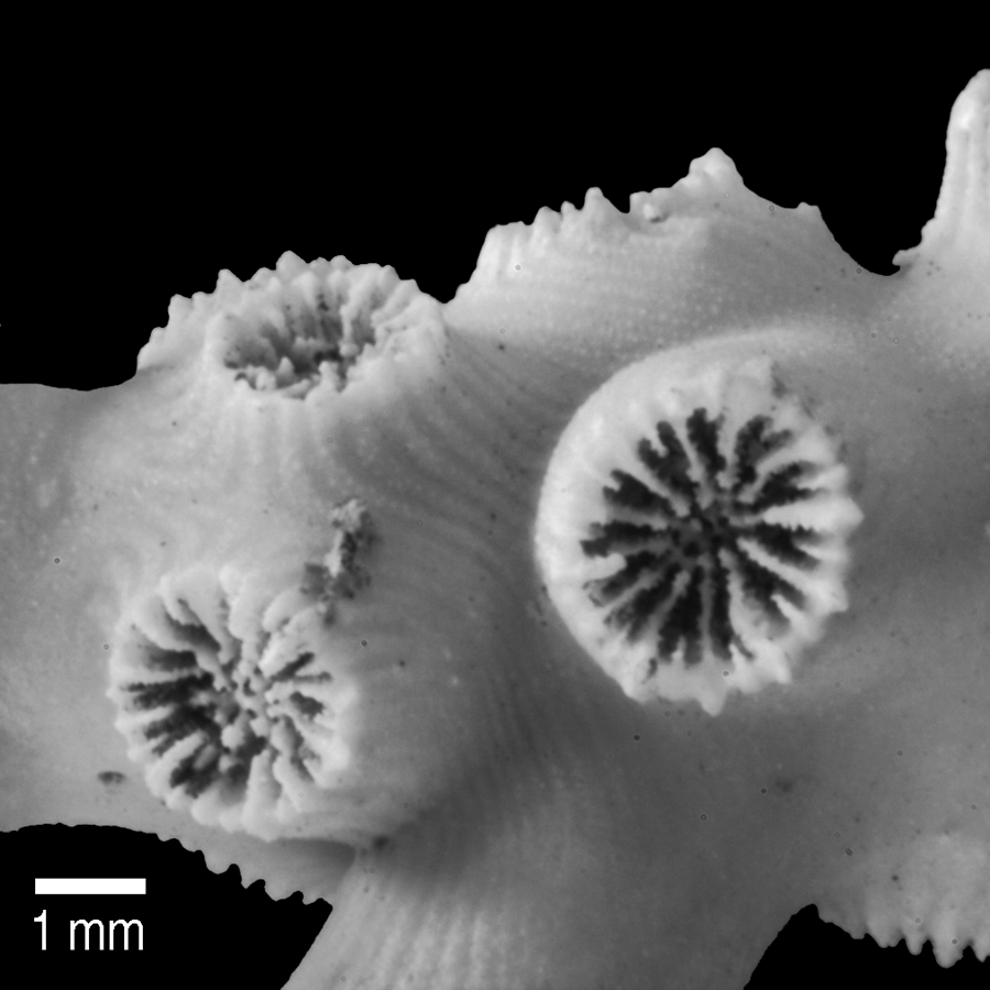 NMITA - Neogene Marine Biota of Tropical America