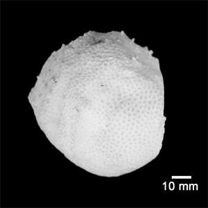 NMITA - Neogene Marine Biota of Tropical America