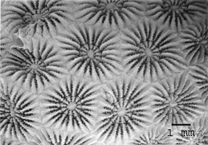 NMITA - Neogene Marine Biota of Tropical America