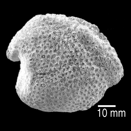 NMITA - Neogene Marine Biota of Tropical America