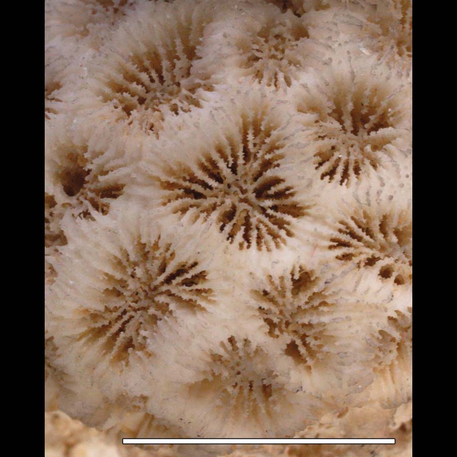 NMITA - Neogene Marine Biota of Tropical America