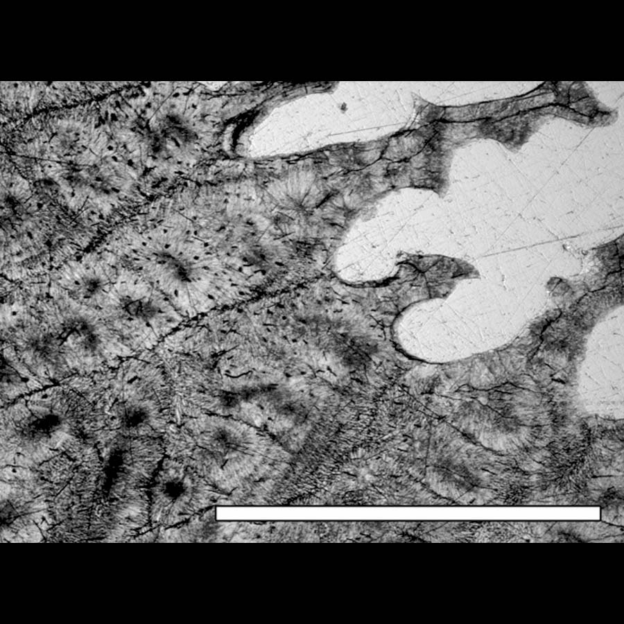NMITA - Neogene Marine Biota of Tropical America