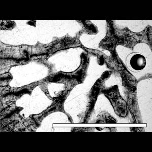 NMITA - Neogene Marine Biota of Tropical America