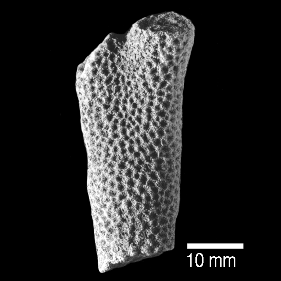 NMITA: Zooxanthellate Corals Porites portoricensis Species Page